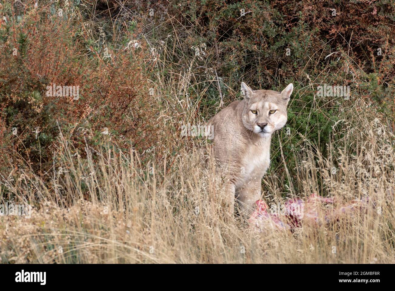 Puma in the bush guarding her guanaco kill, Torres del Paine, Patagonia ...