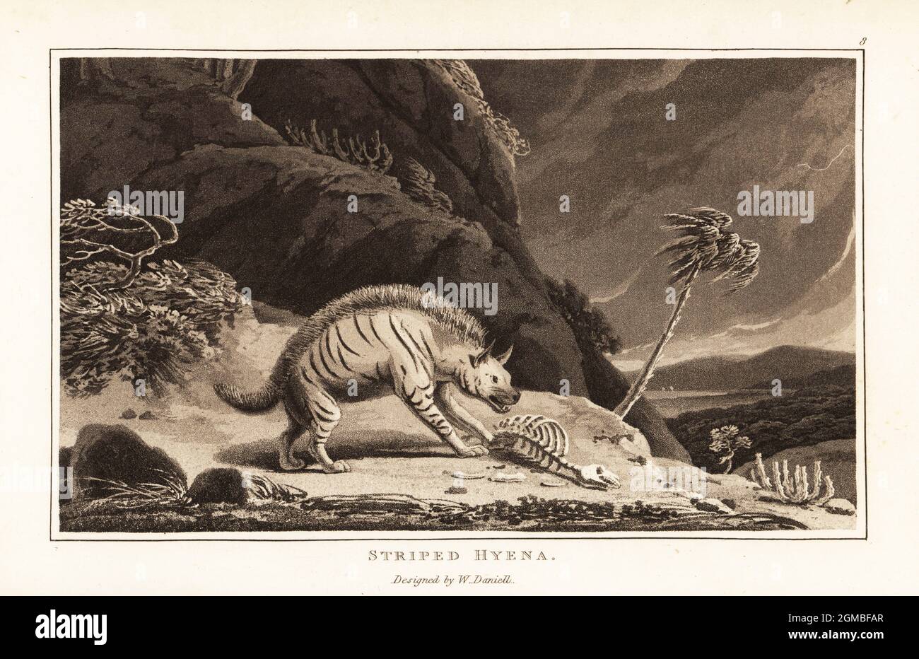 Striped hyena, Hyaena hyaena, with skeletal animal carcass against a ...