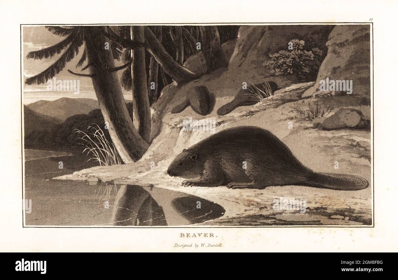 Common Eurasian beaver, Castor fiber, near a riverbank with fir trees ...