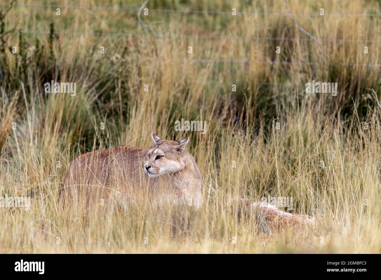 Puma with her guanaco kill barely visible in the tall grass near the ...