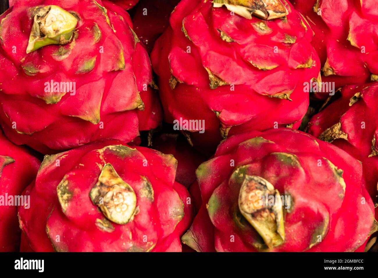 Dragon fruit plants hi-res stock photography and images - Alamy