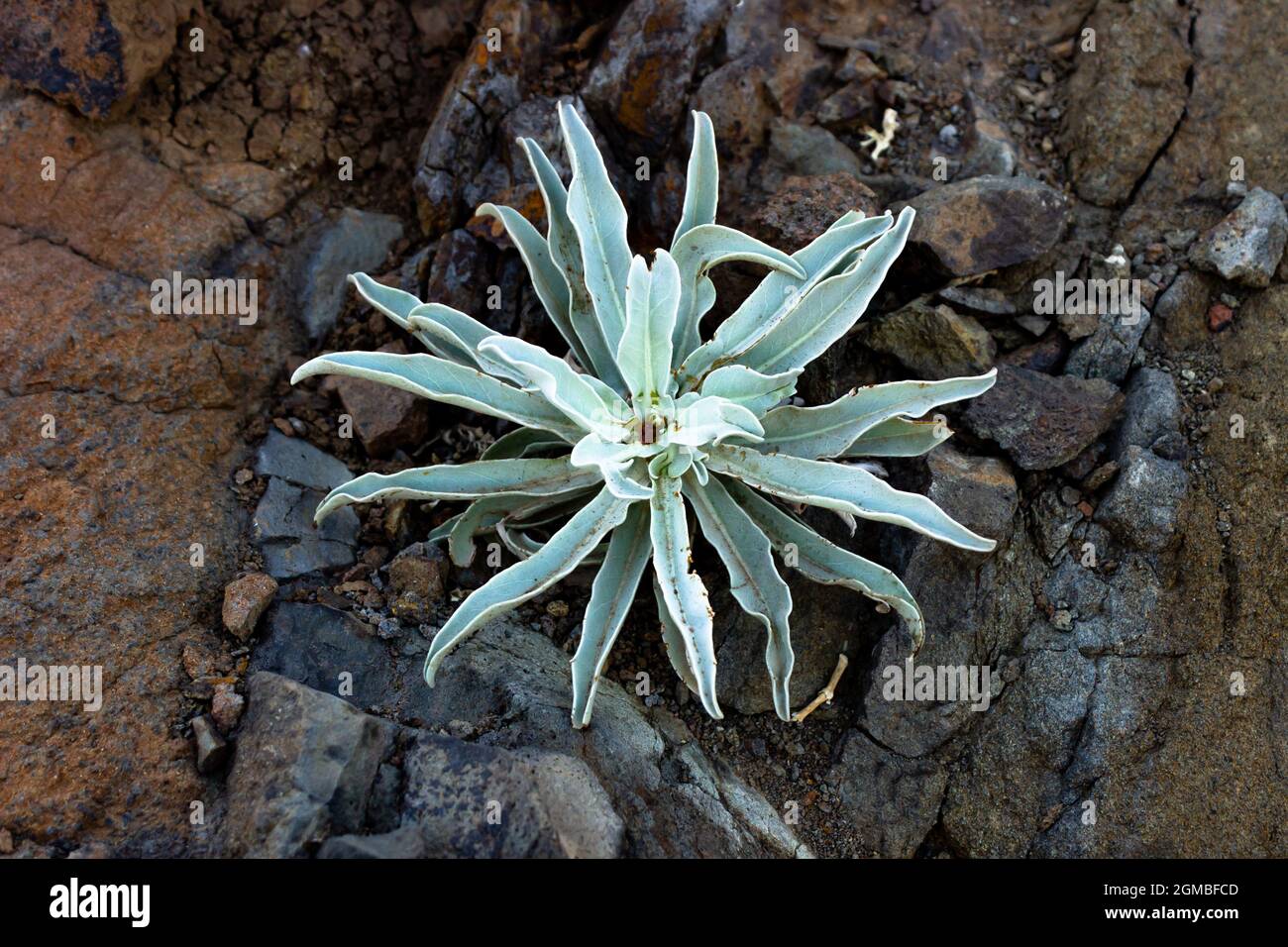 little mint plant Stock Photo - Alamy