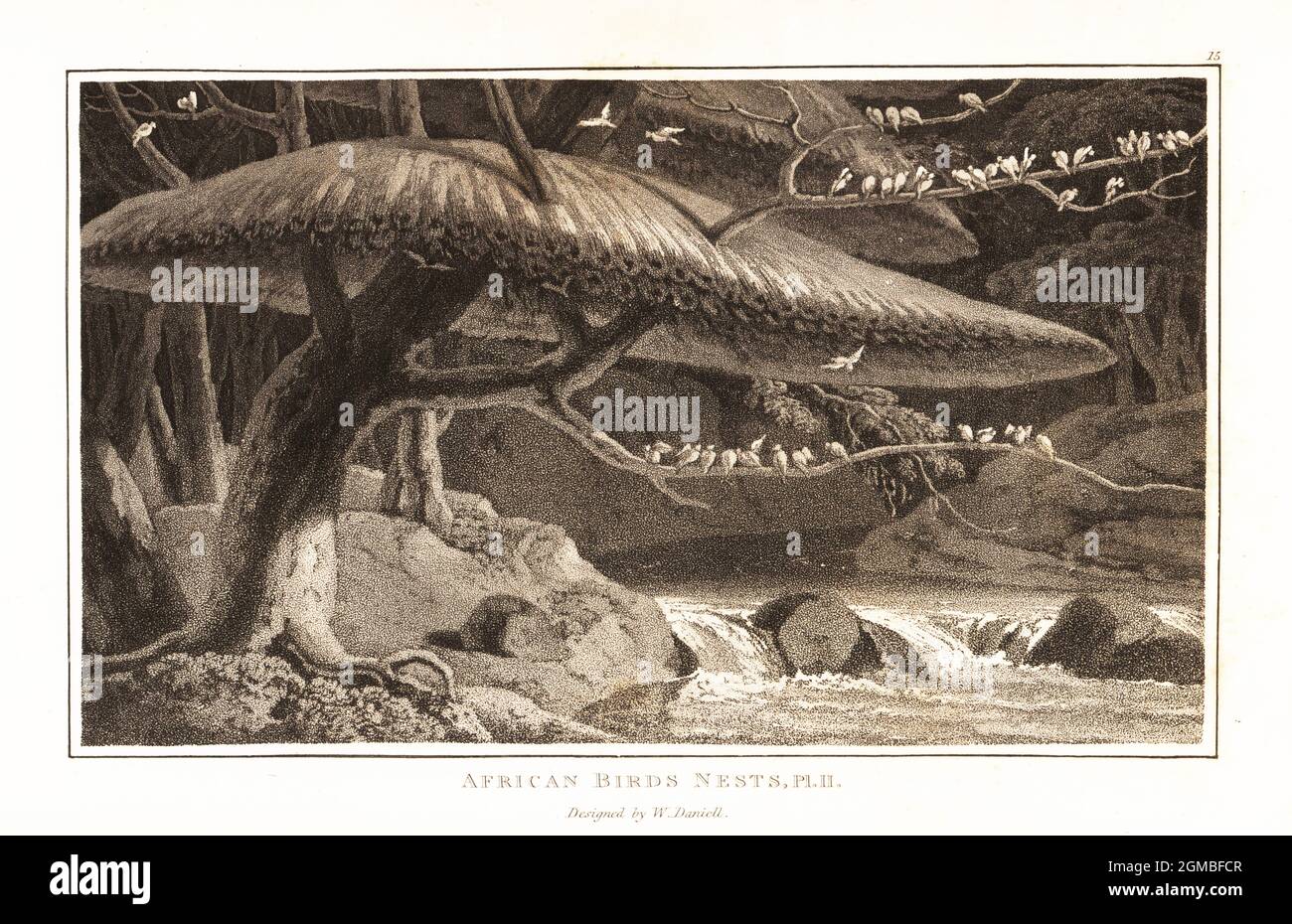 A group of sociable weaver birds, Philetairus socius, and their ...