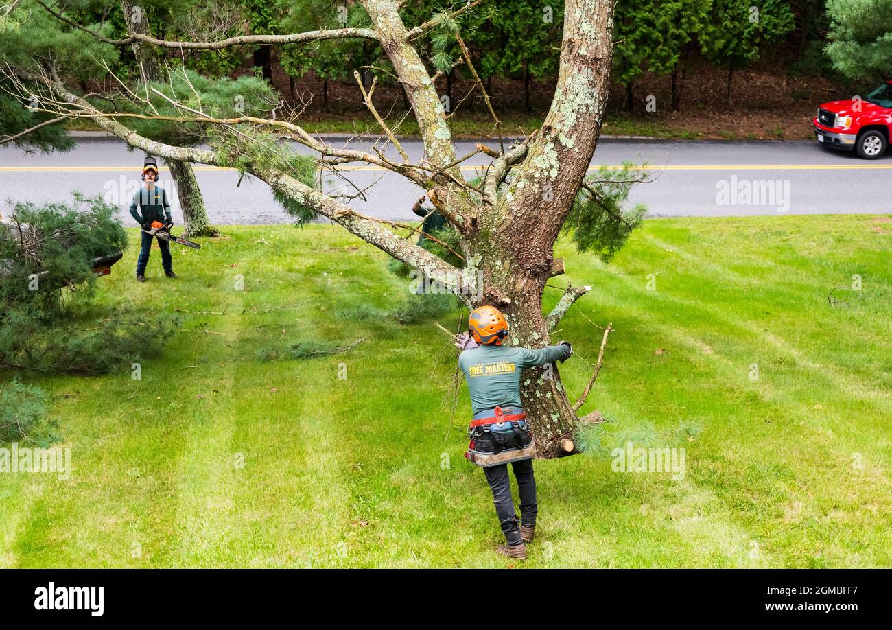 New England Tree Masters cutting down trees at customers property Stock ...
