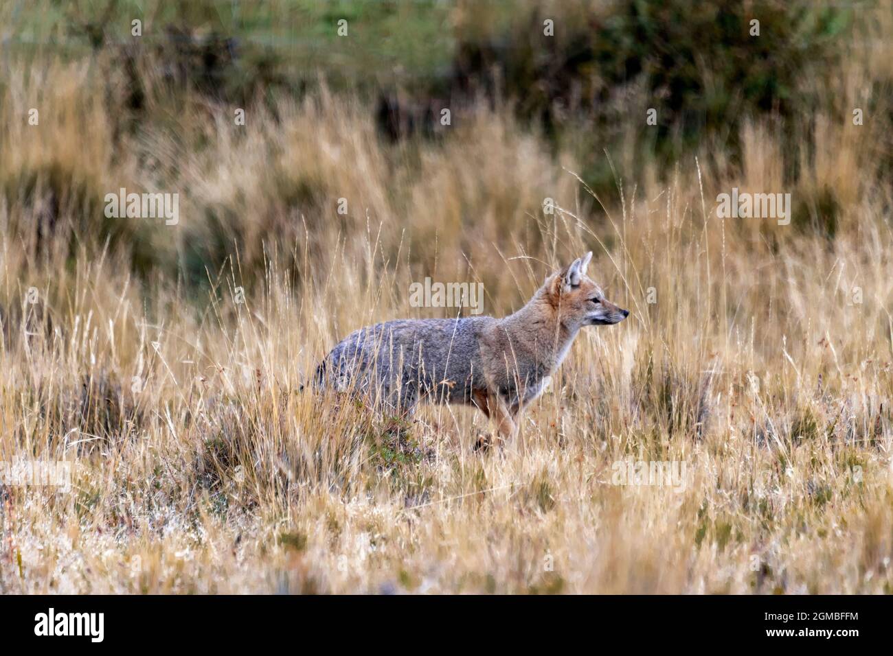 Andean fox (Lycalopex culpaeus) hunting in the tall dead grasses ...