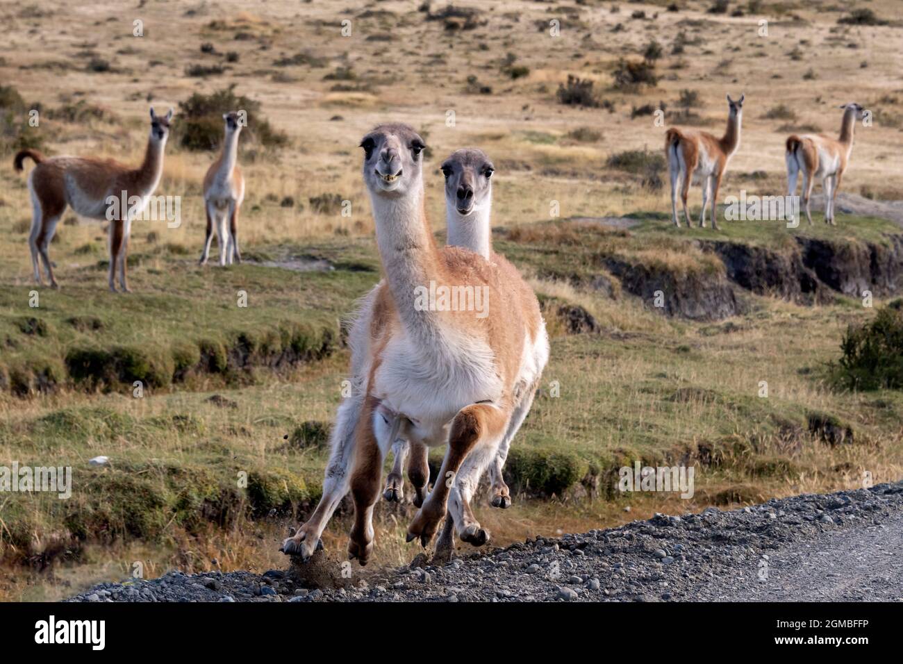 Battling male guanacos run right towards the camera, Torres del Paine ...