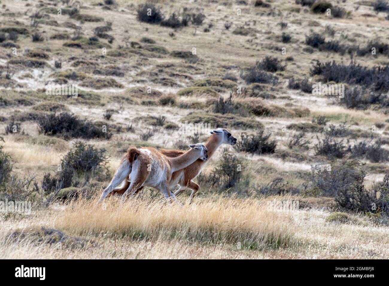 Male guanaco chasing off a competitor, Torres del Paine, Patagonia ...