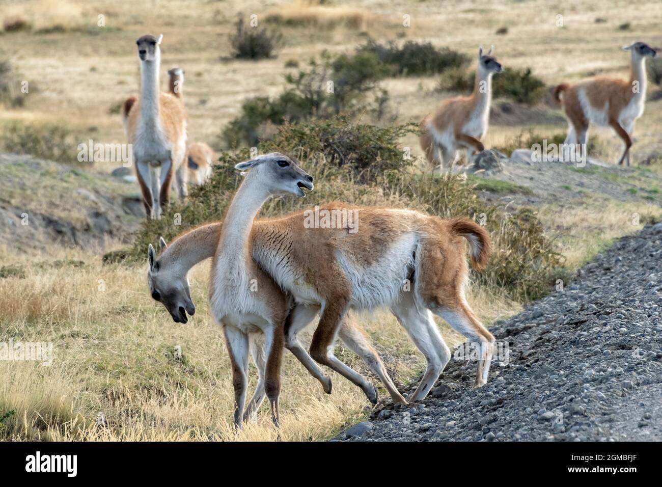 Two male guanacos fight for dominance, Torres del Paine, Patagonia ...