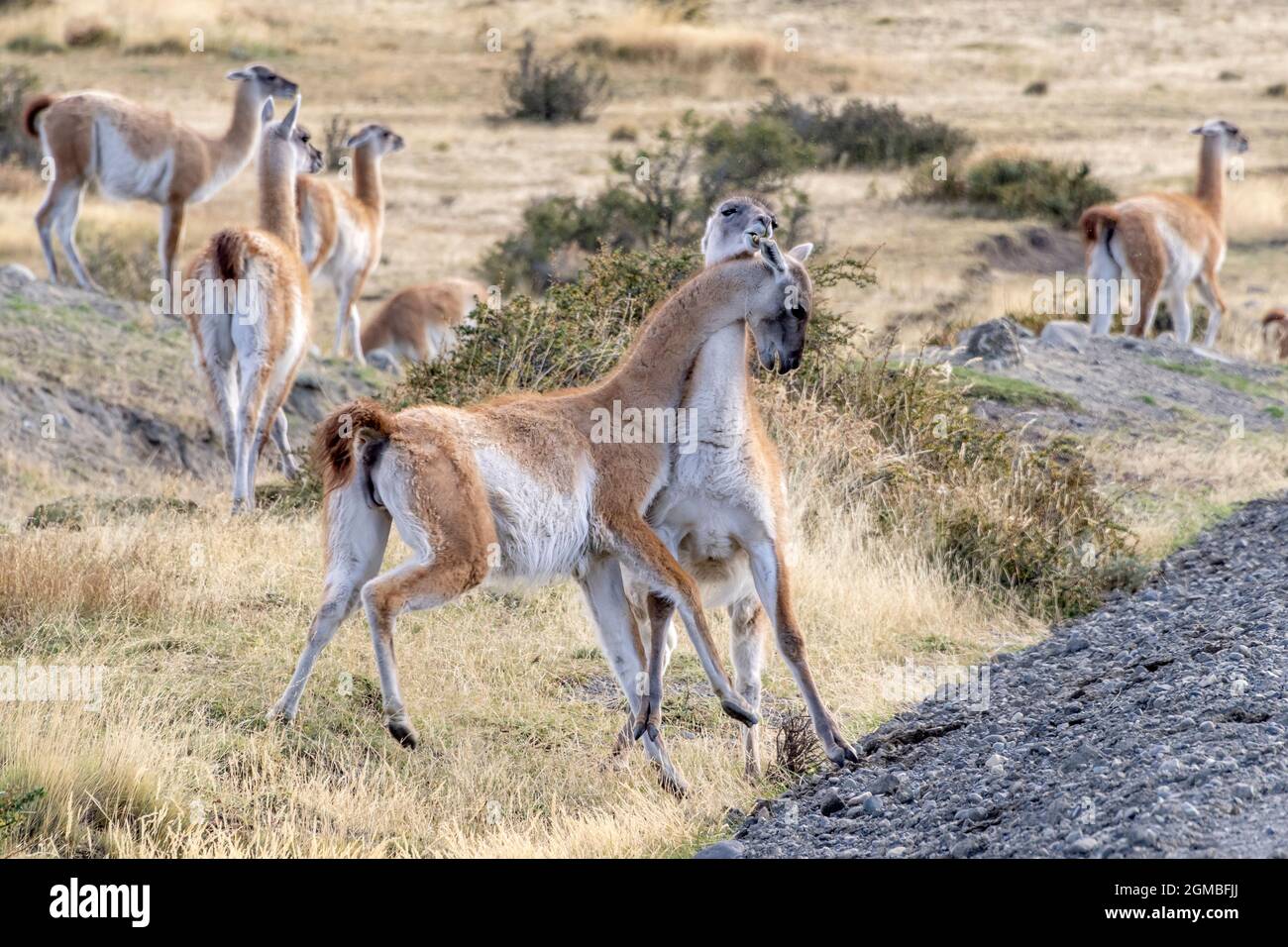 Male guanacos patagonia hi-res stock photography and images - Alamy