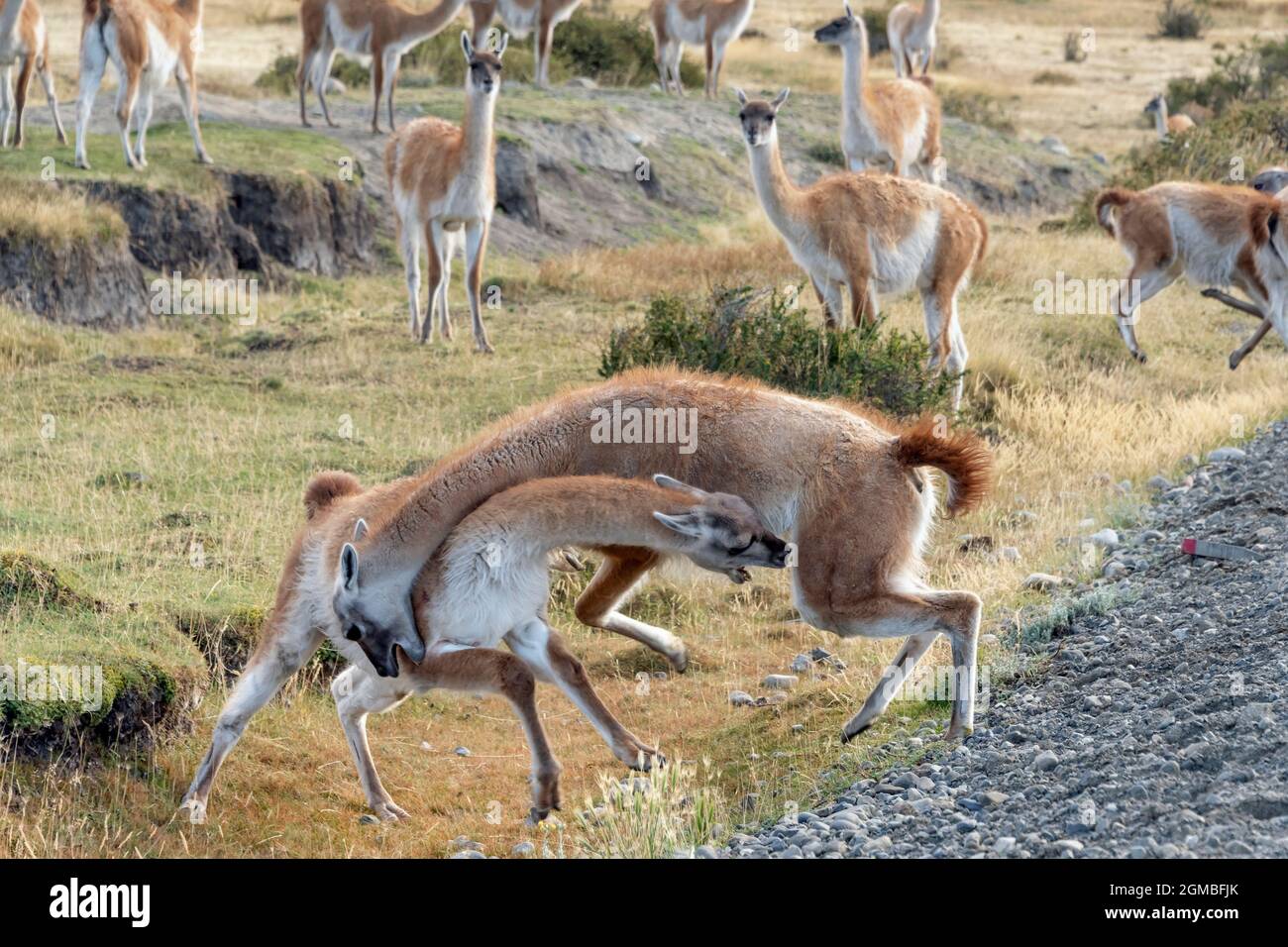 Fighting guanacos, Torres del Paine, Patagonia Stock Photo - Alamy