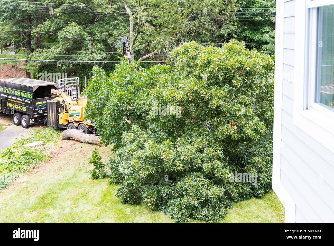 New England Tree Masters cutting down trees at customers property Stock ...