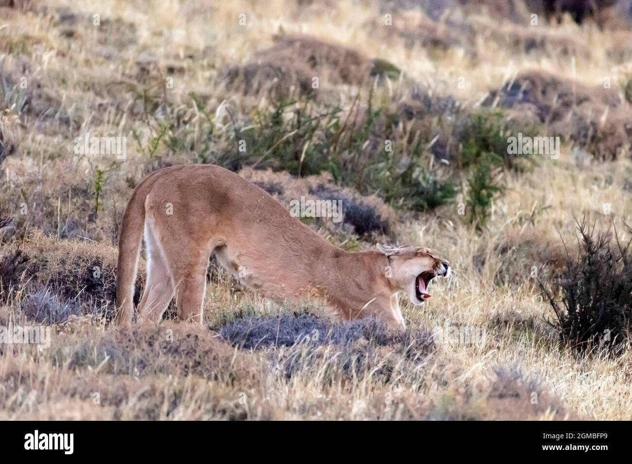 Female puma stretching and yawning after her guanaco prey runs off ...