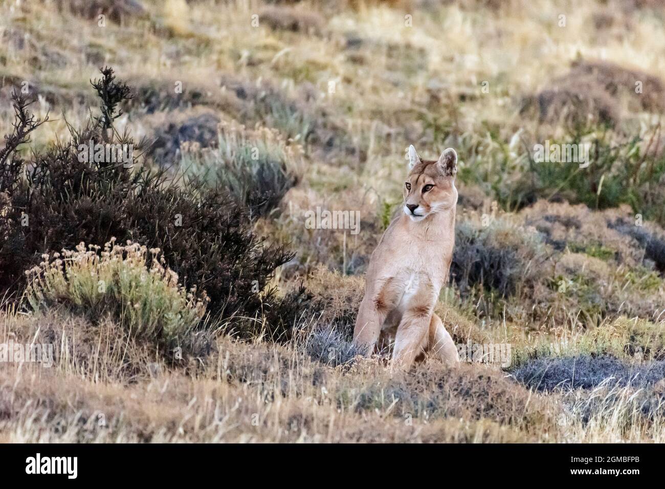 Hunting guanaco hi-res stock photography and images - Alamy