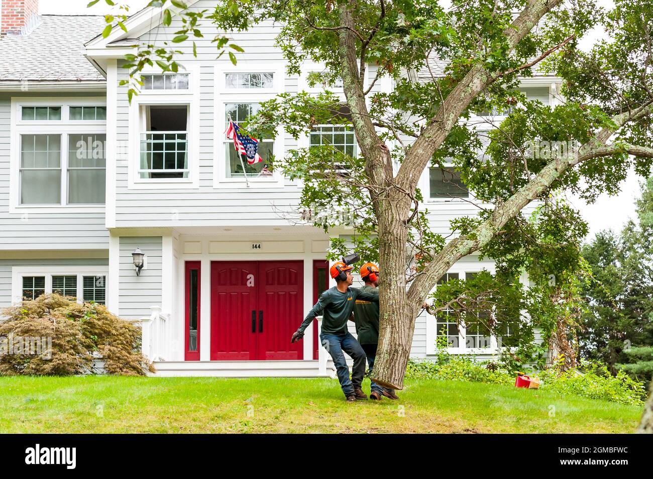 New England Tree Masters cutting down trees at customers property Stock ...