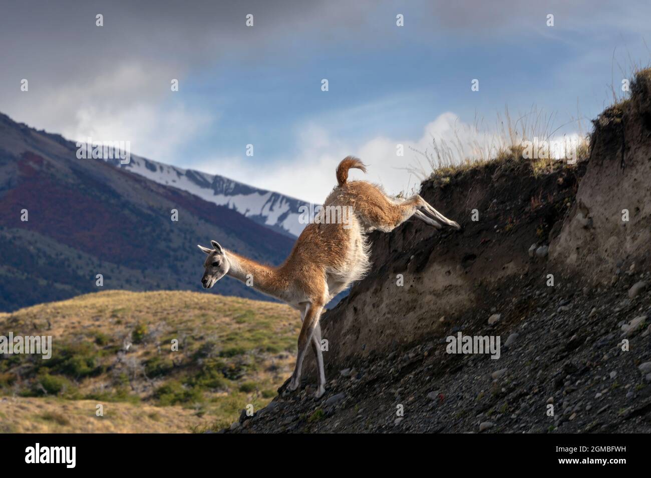 Leaping guanaco, panning shot, Torres del Paine, Patagonia Stock Photo ...