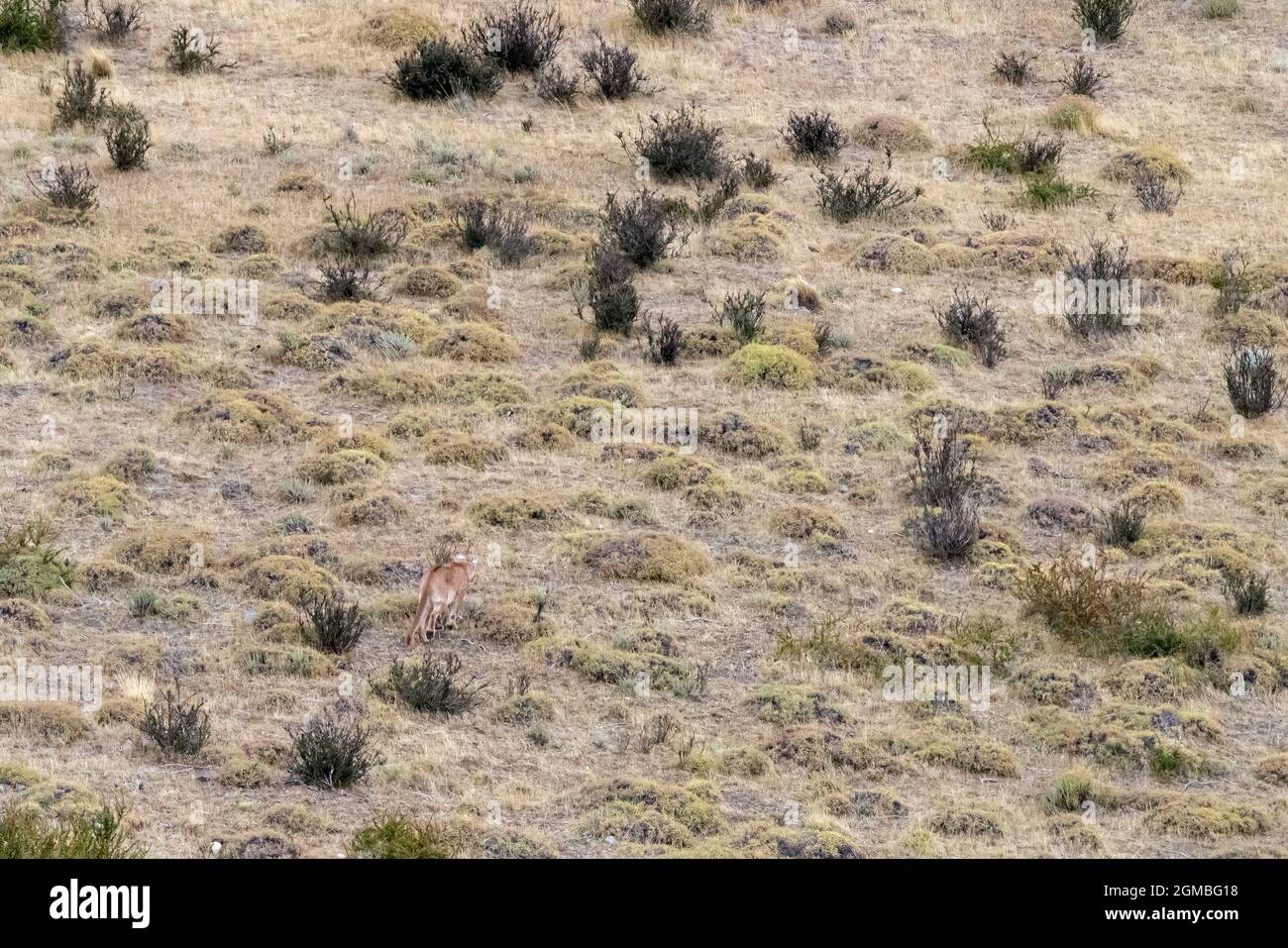 Camouflaged puma moving across the pampas, Torres del Paine, Patagonia ...