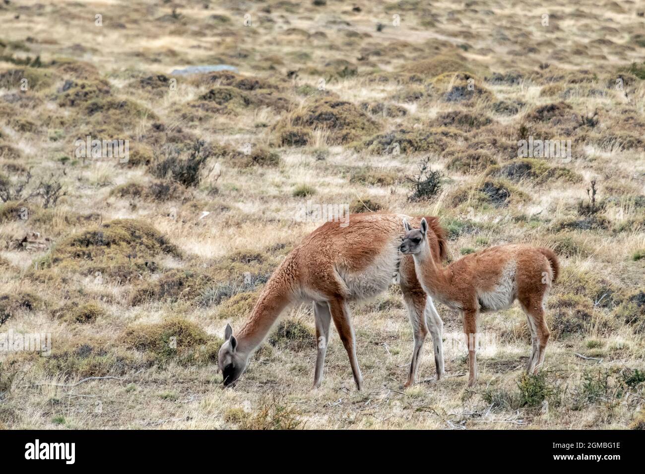 Mother guanaco with young (chulengo) on the pampas, Torres del Paine ...
