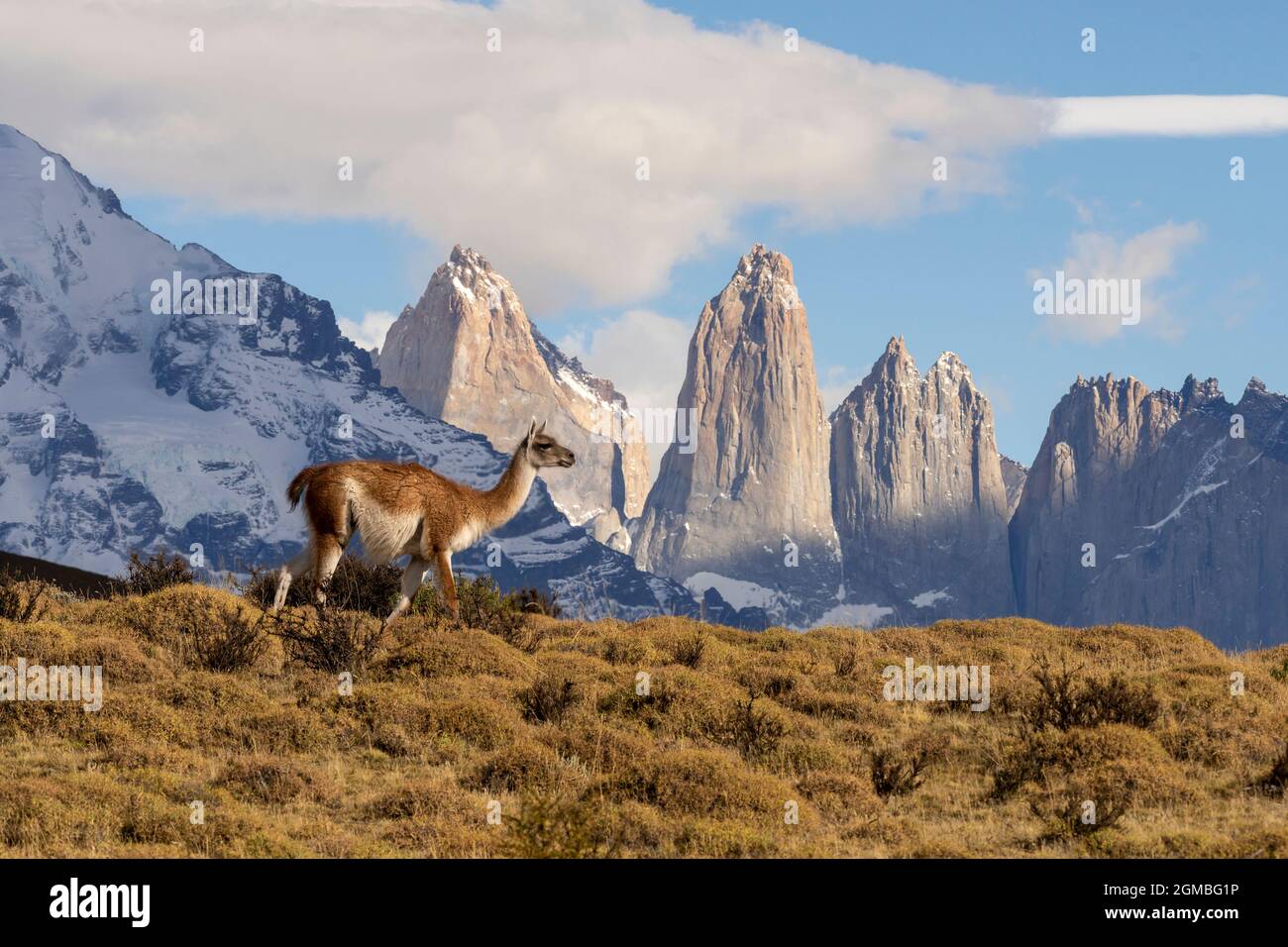 Lone guanaco walking by the granite spires of Torres del Paine ...