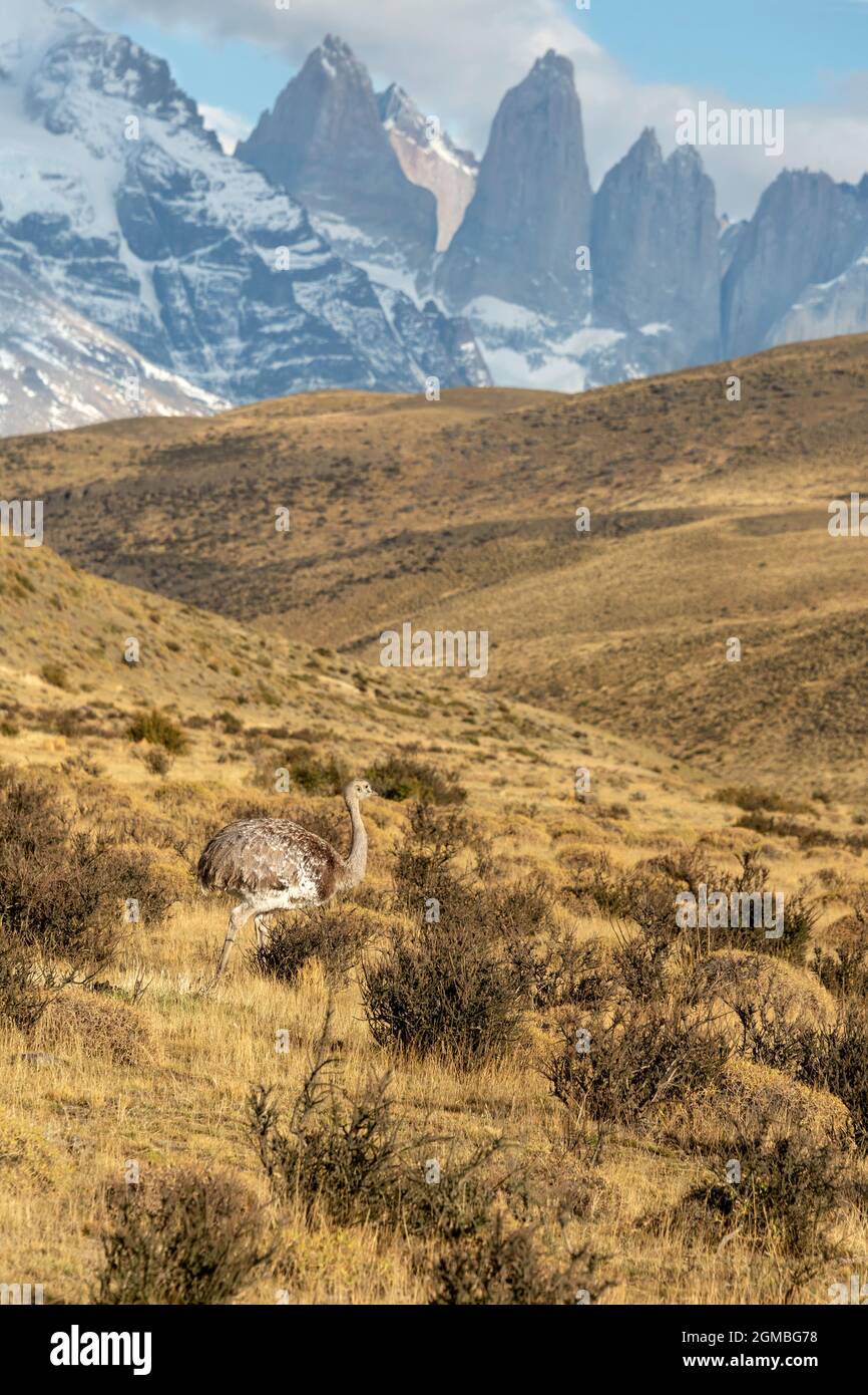 Rhea Patagonia High Resolution Stock Photography and Images - Alamy