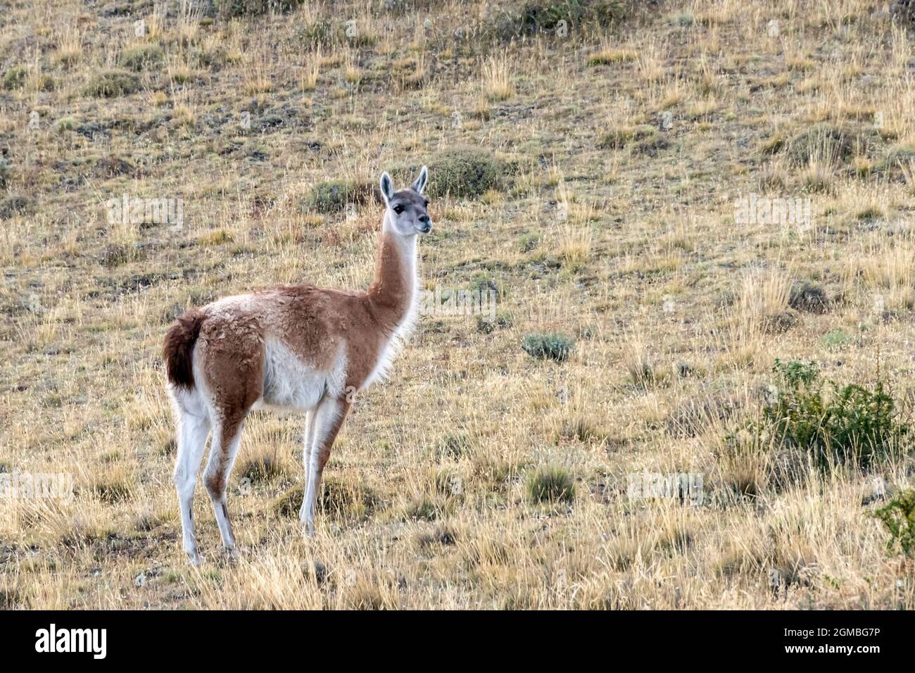 Smiling guanaco, Torres del Paine National Park, Patagoni Stock Photo ...