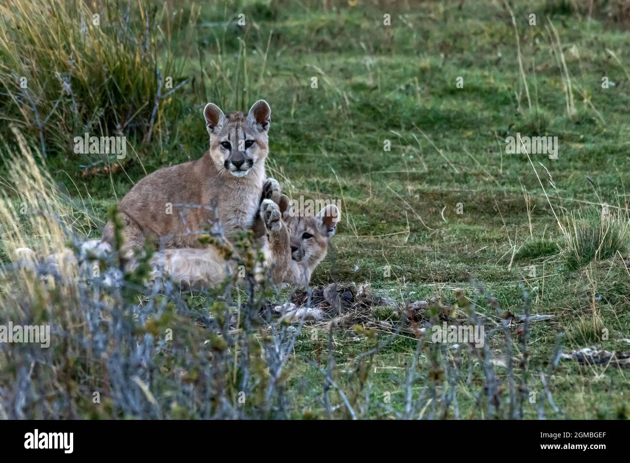 Puma Kittens
