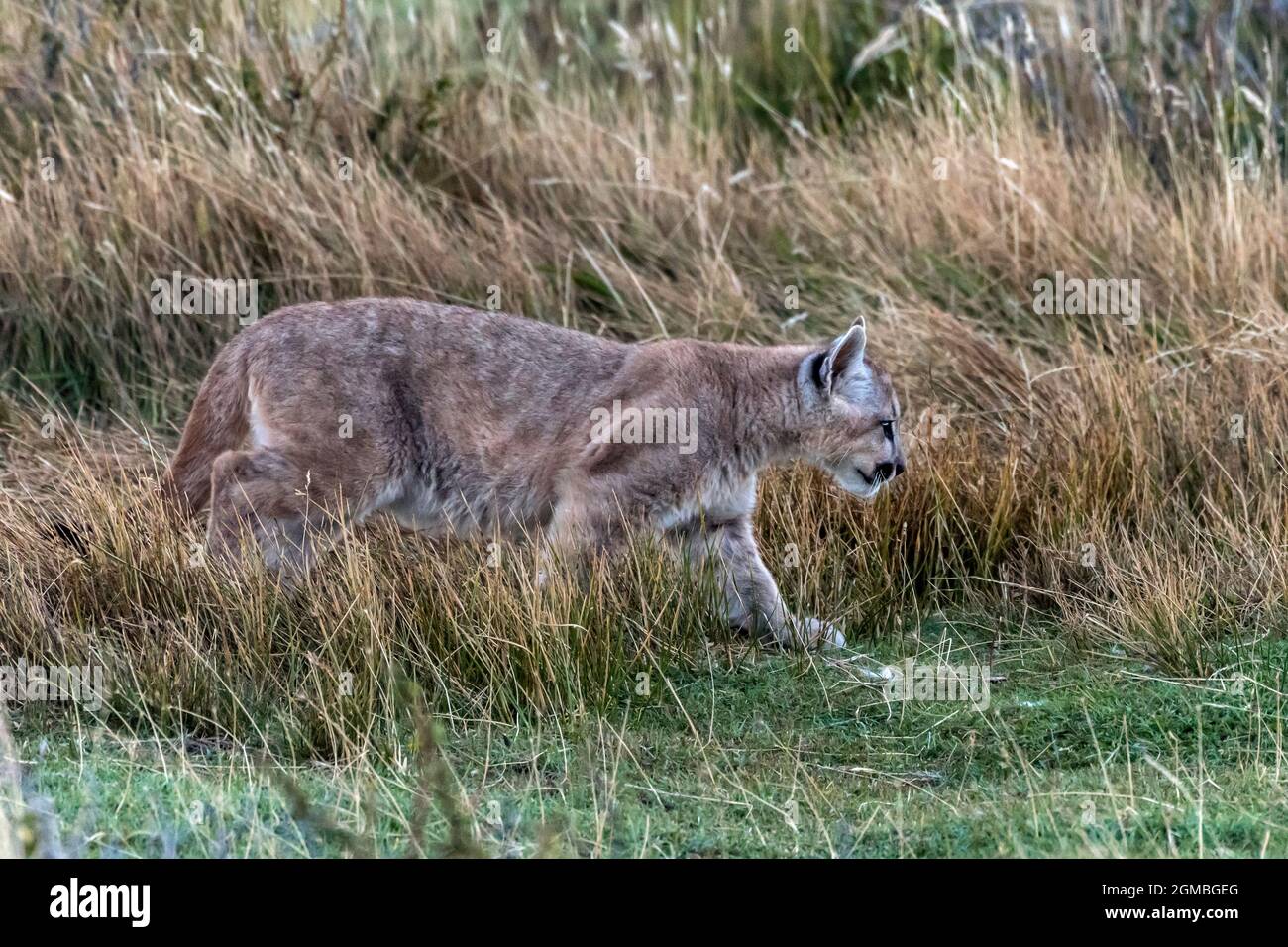 Puma cub in tall grass hi-res stock photography and images - Alamy