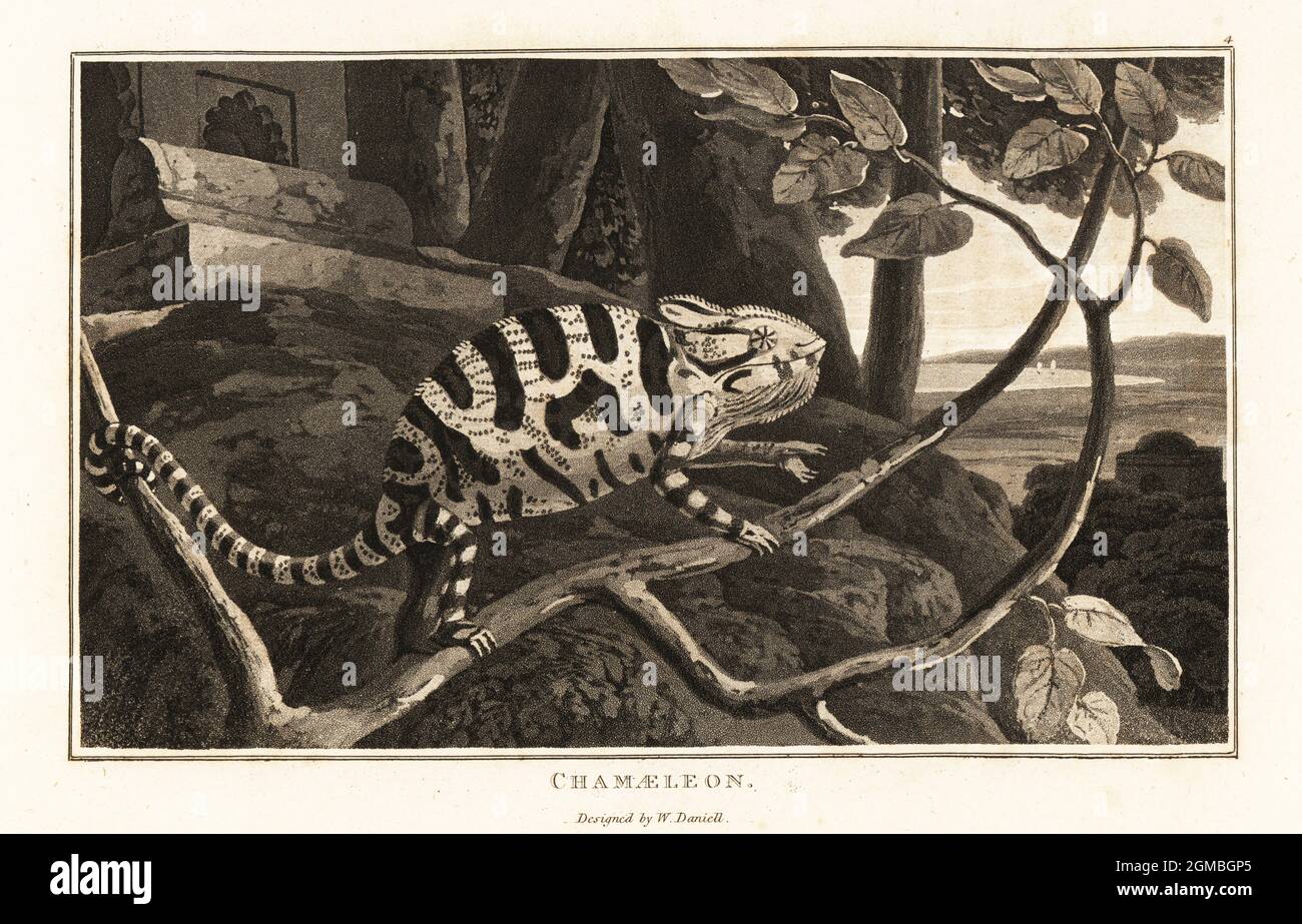 Common chameleon or Mediterranean chameleon, Chamaeleo chamaeleon ...