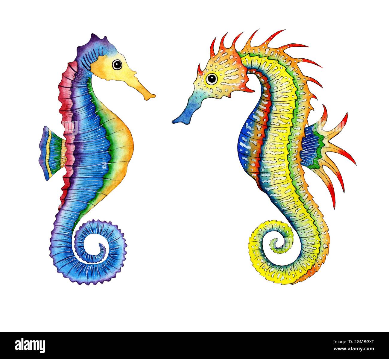 Rainbow Seahorses