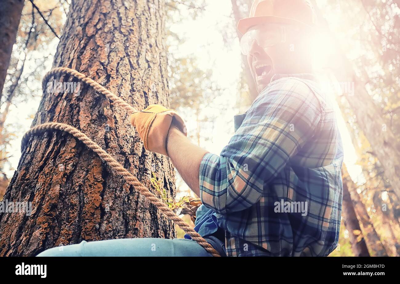Male worker with ax chopping a tree in the forest Stock Photo - Alamy