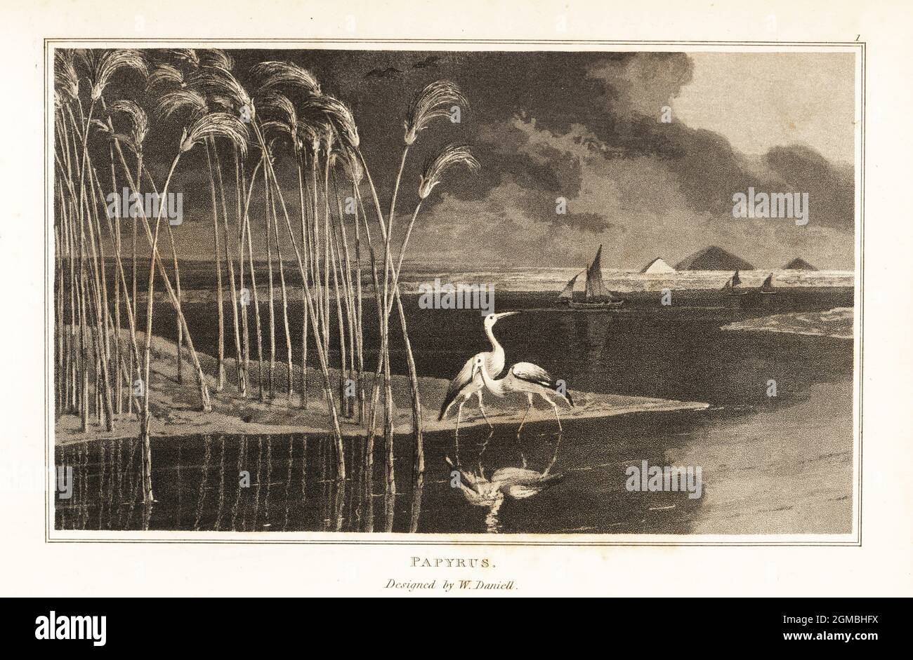 Papyrus grass or paper reed, Cyperus papyrus, growing on the edge of ...