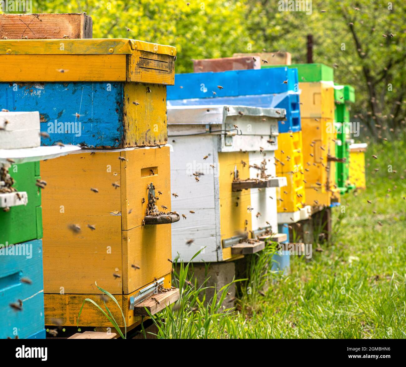Background with beehives. Beehives with honey bees on green grass. bees ...