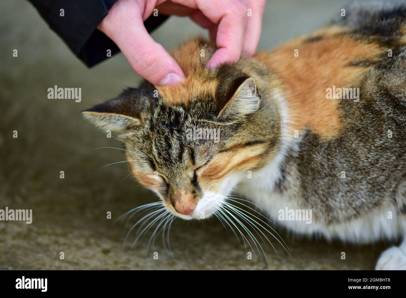 Hand of a cat hi-res stock photography and images - Alamy