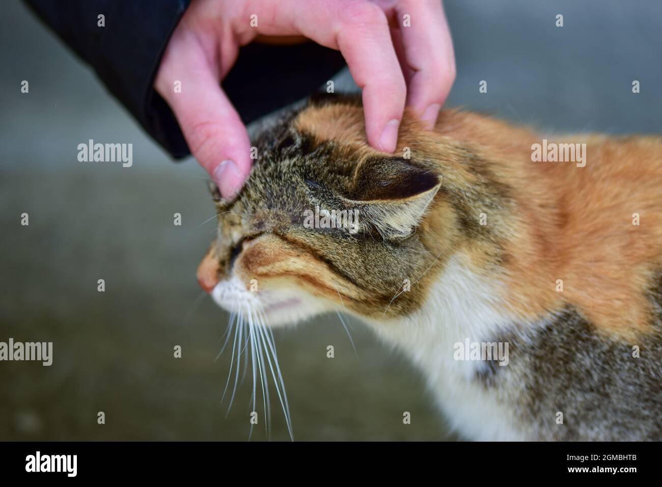 Hand petting a cat outdoors Stock Photo - Alamy