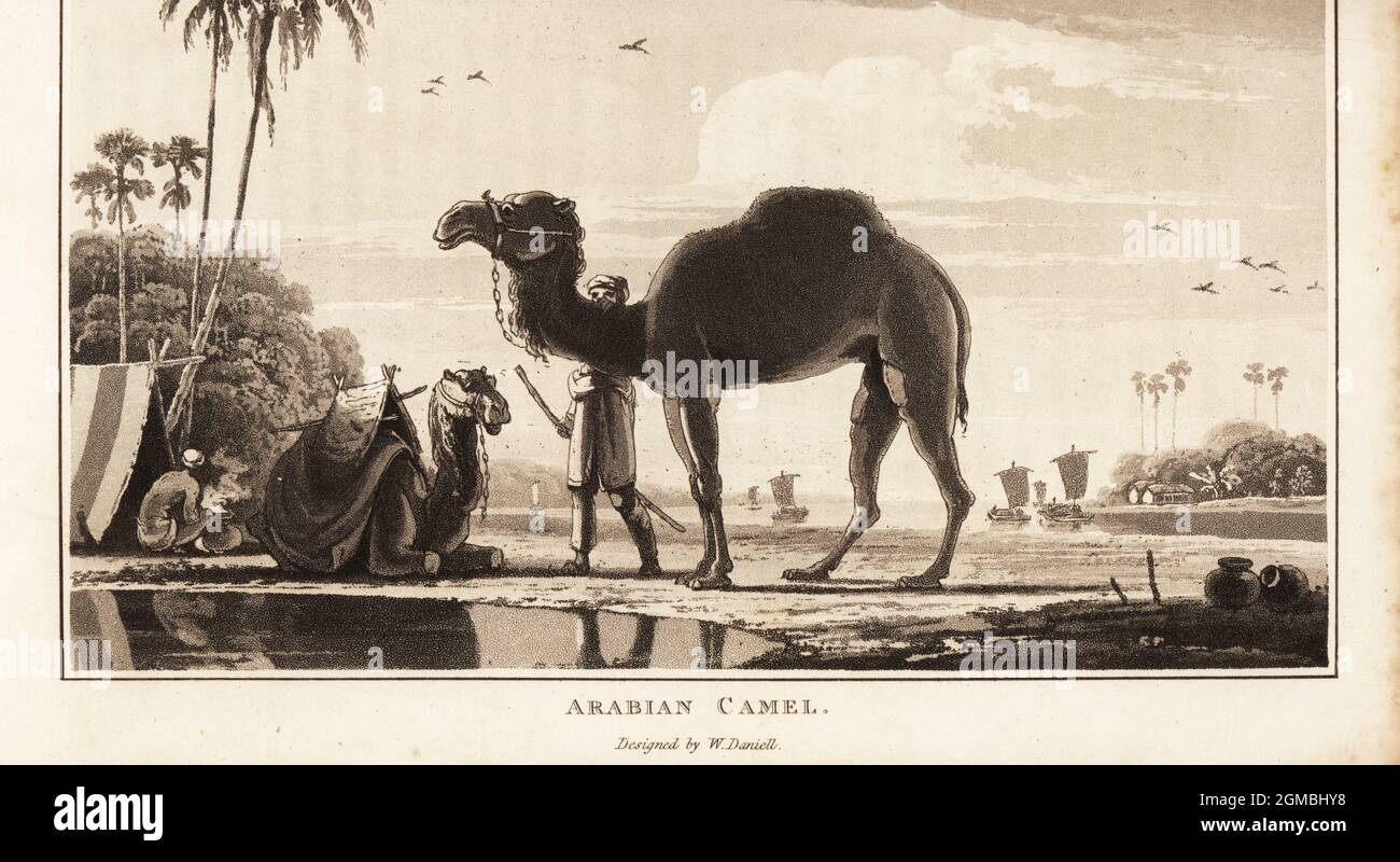Arabian dromedary camels, Camelus dromedarius. With bedouins and tents ...
