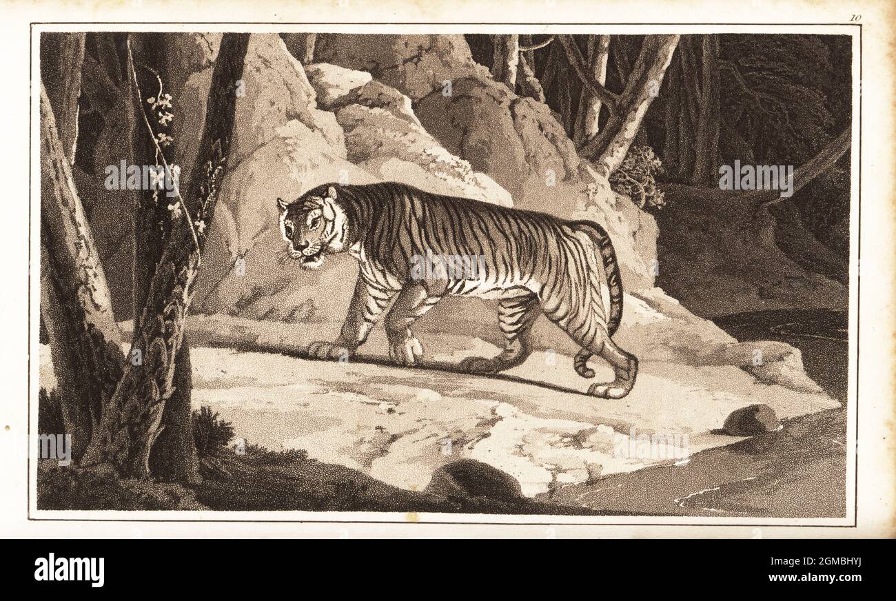 Male tiger, Panthera tigris, endangered, on a river bank in the jungle ...
