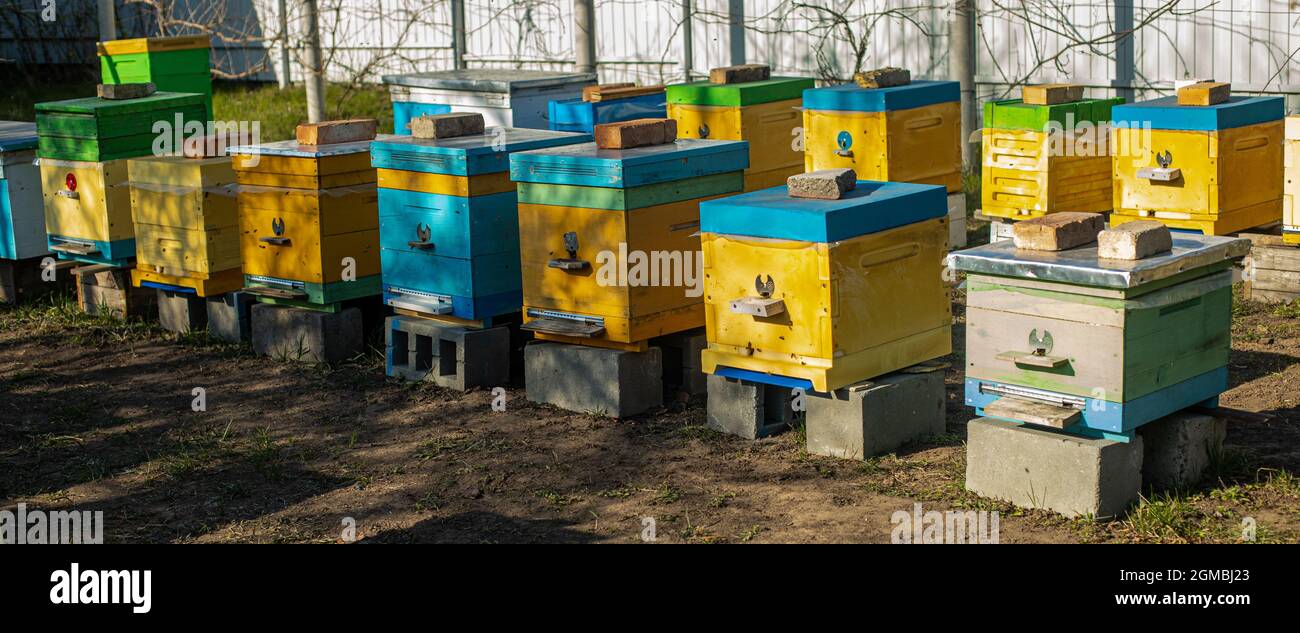 Background with beehives. Beehives with honey bees on green grass. bees ...