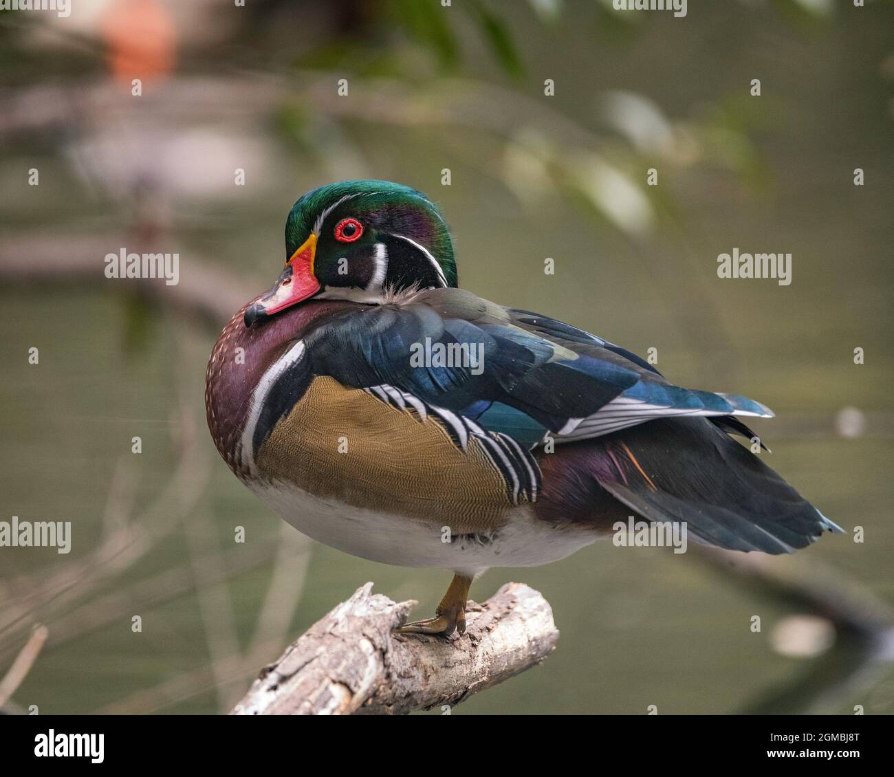 A Wood Duck (Aix sponsa) swims in a Franklin Canyon pond, Beverly Hills ...