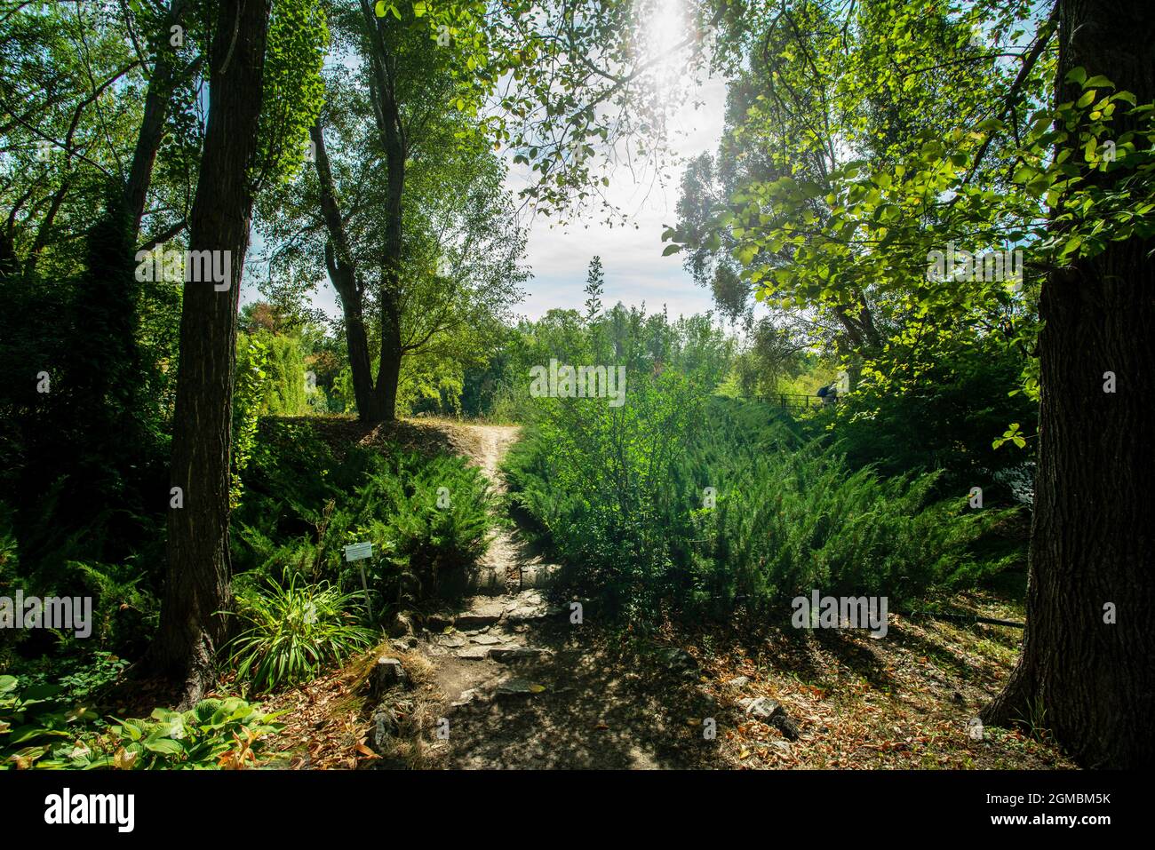 Juniper cossack in Botanical garden of Samara . Free visiting of this ...