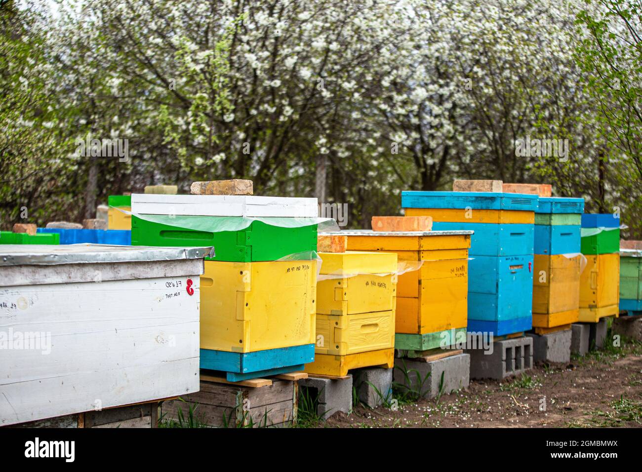 Blossoming garden with apiary. Bees spring under the flowering trees of ...