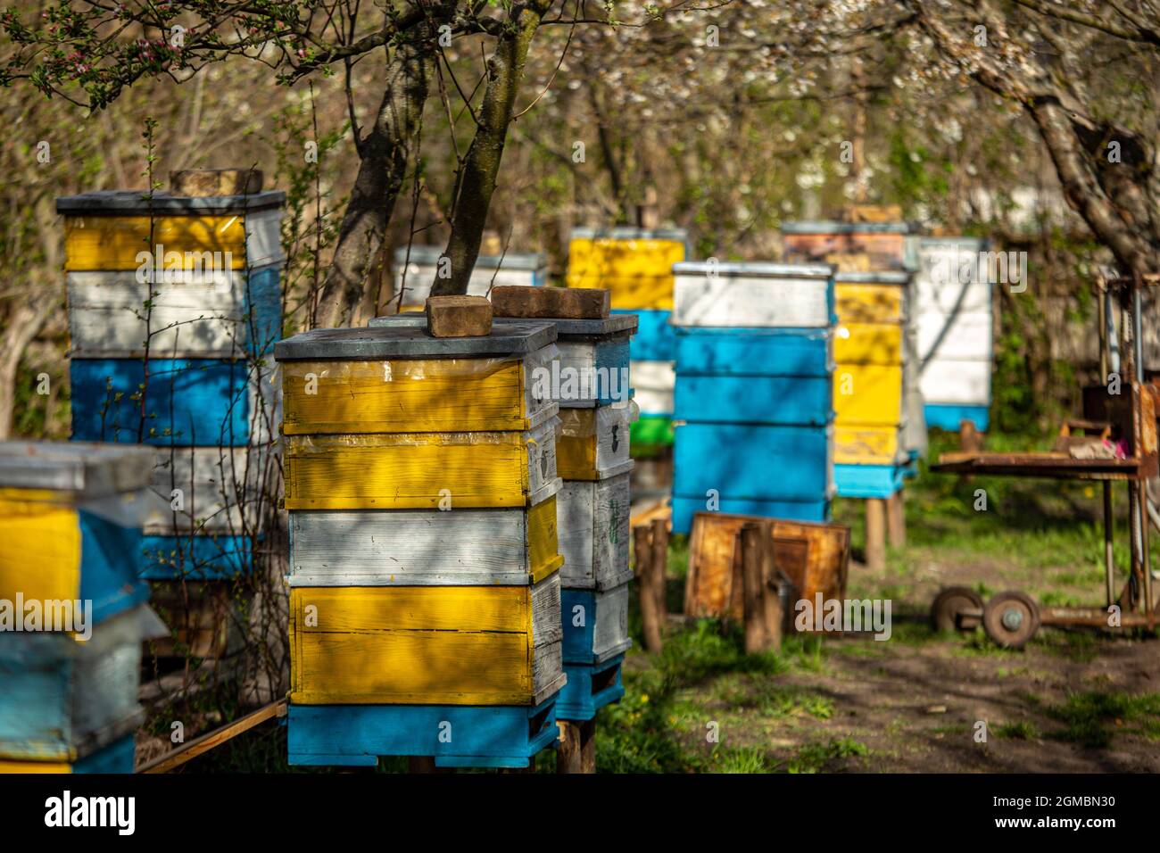 Blossoming garden with apiary. Bees spring under the flowering trees of ...