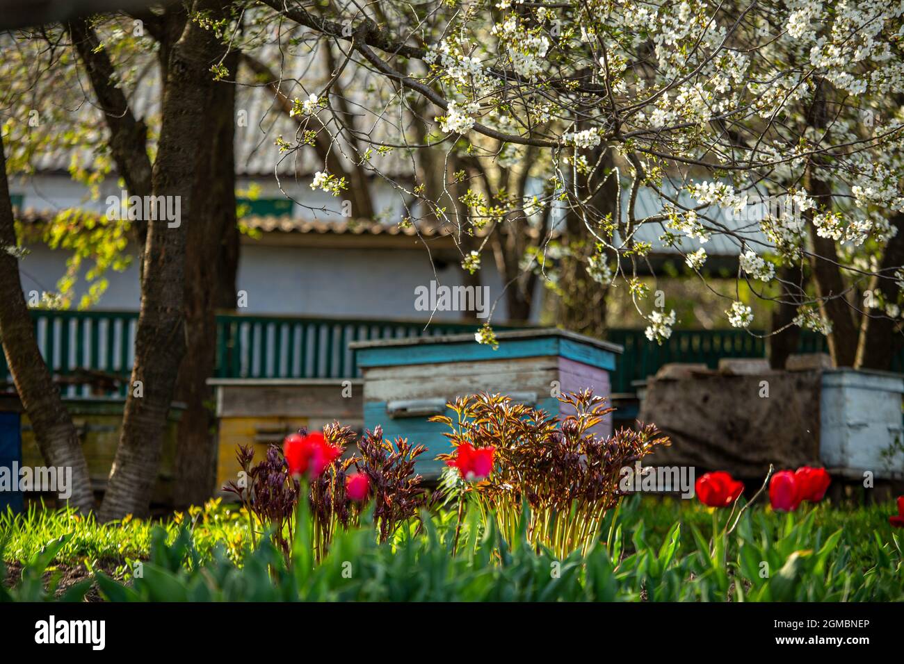 Blossoming garden with apiary. Bees spring under the flowering trees of ...