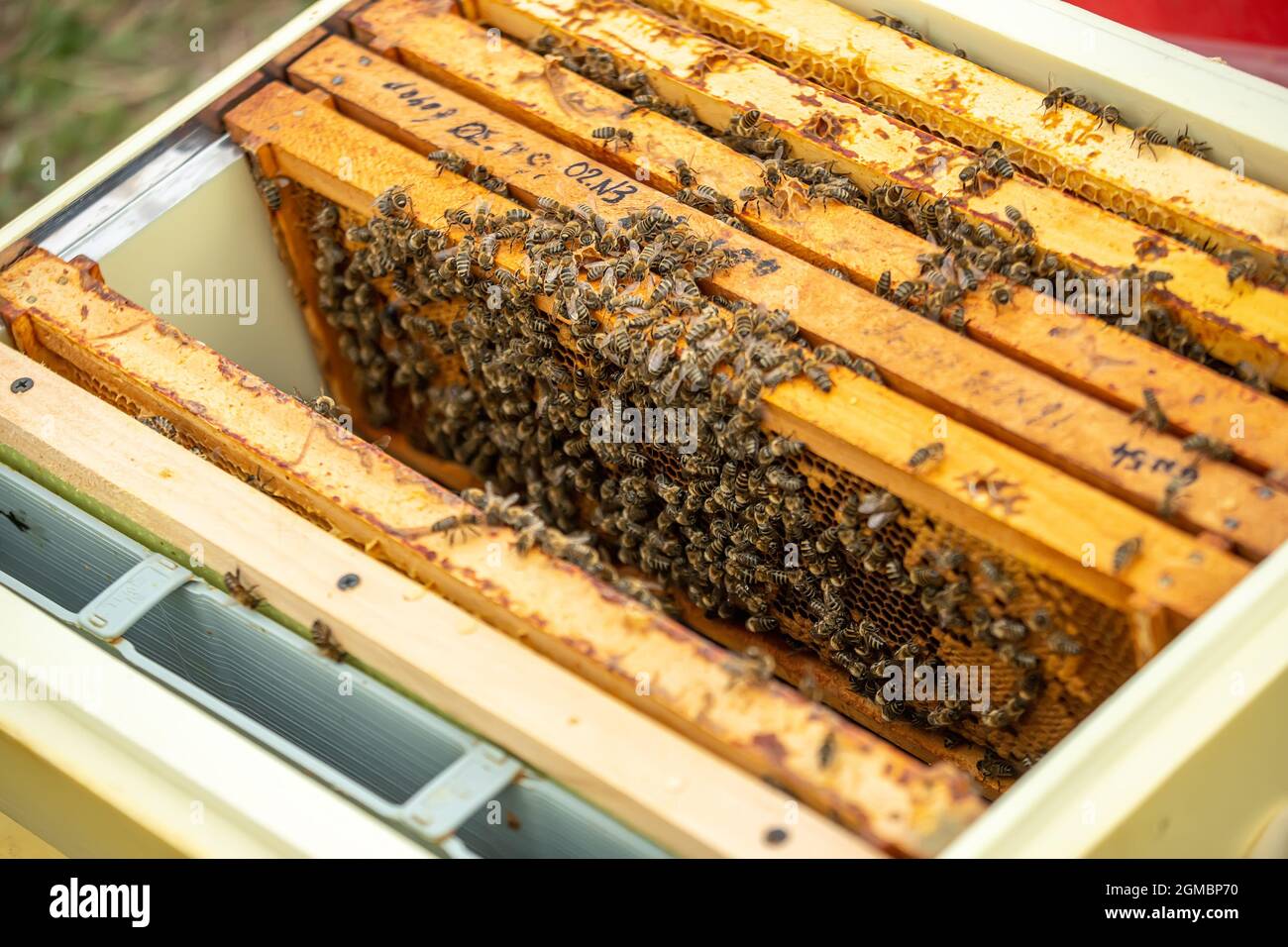 Inspection of bee families on apiary in spring Beekeeping concept. Soft ...