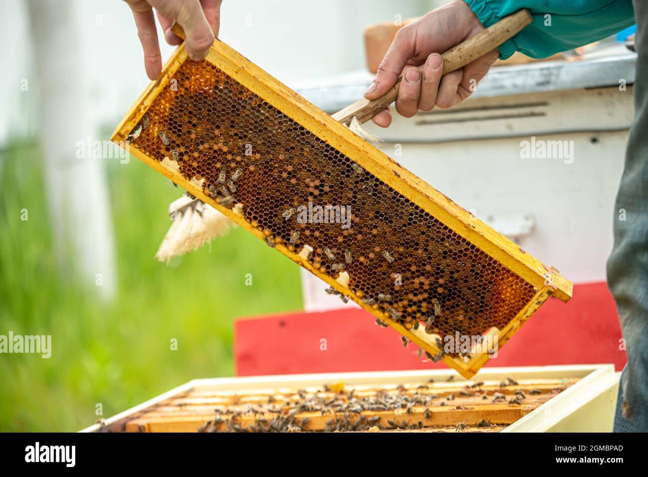 Beehive Spring Management. beekeeper inspecting bee hive and prepares ...