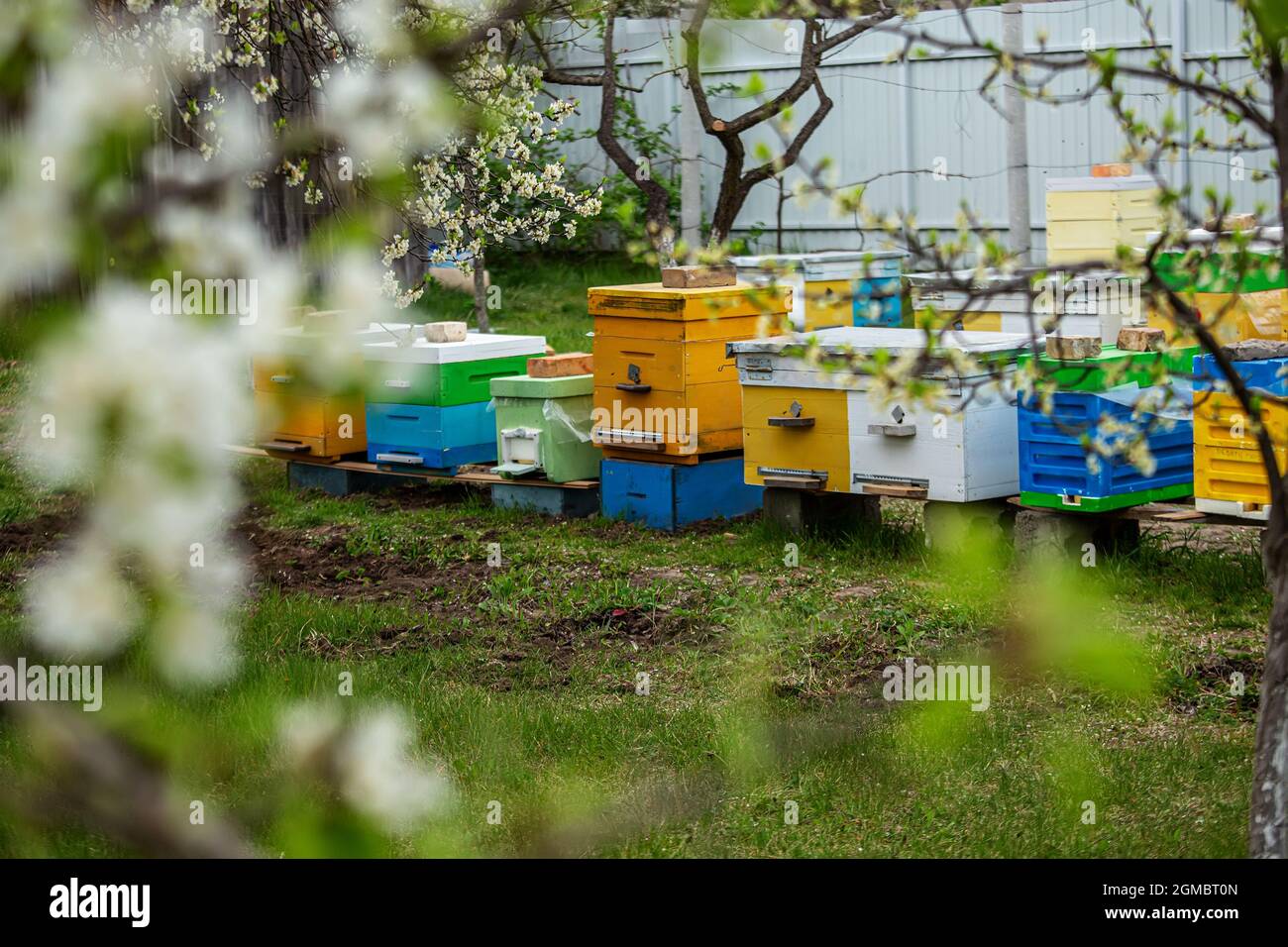 Blossoming garden with apiary. Bees spring under the flowering trees of ...