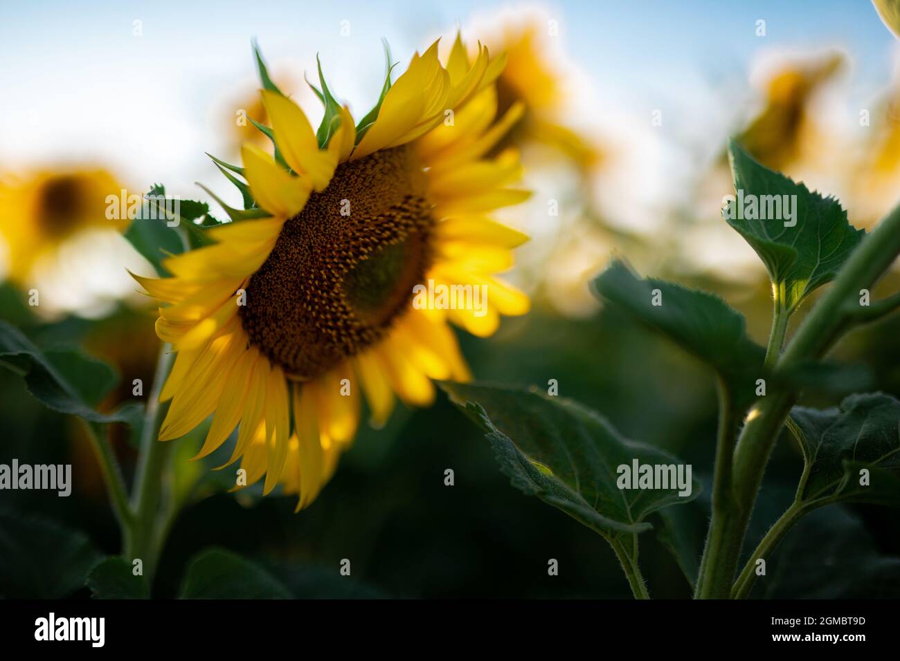 Blooming sunflowers in the farm field against a beautiful white sky ...