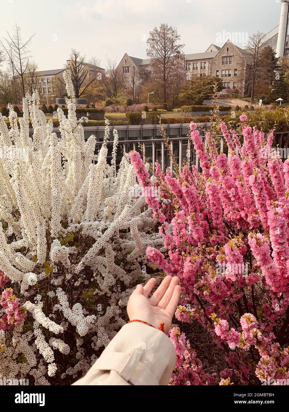 Hand showing the blossomed flowers Stock Photo - Alamy