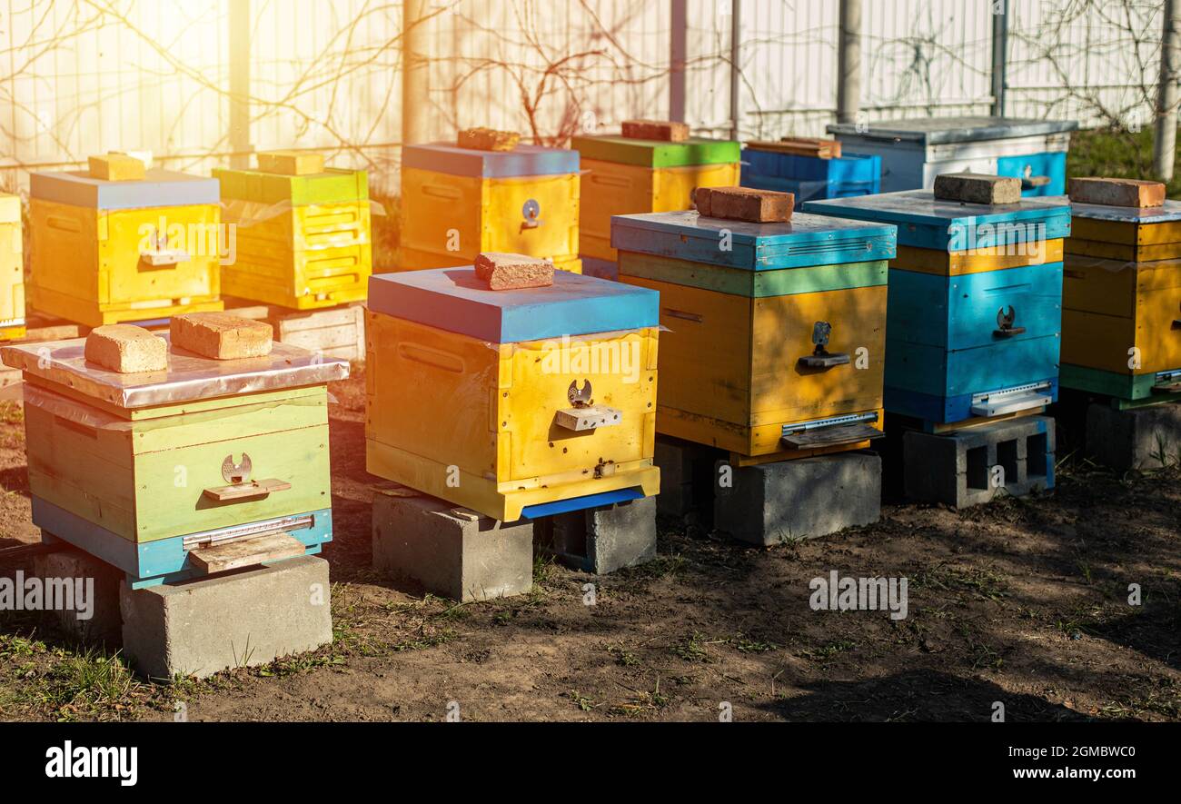 Colorful wooden and plastic hives in summer. Apiary standing in yard ...