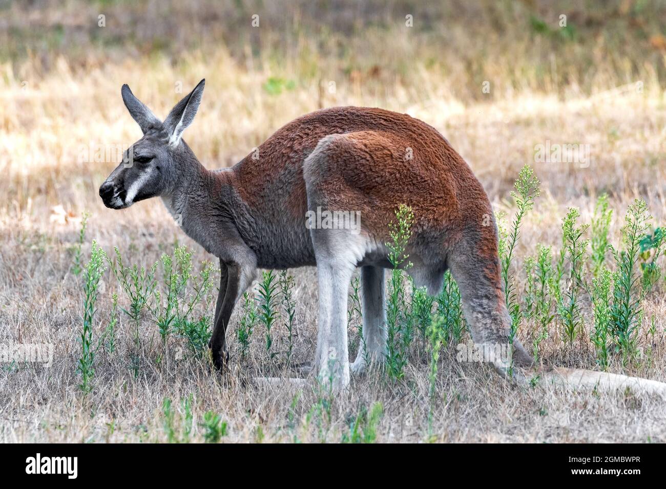 Marsupials hi-res stock photography and images - Alamy