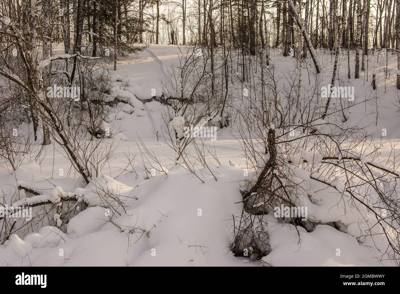 forest windbreak with traces of animals through deep snow to a lowland ...