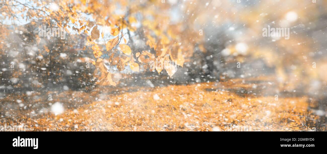 Background autumn park in the days of the first snow Stock Photo - Alamy